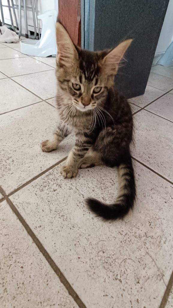 Album Ultra – Les Frimousses des Corbycats